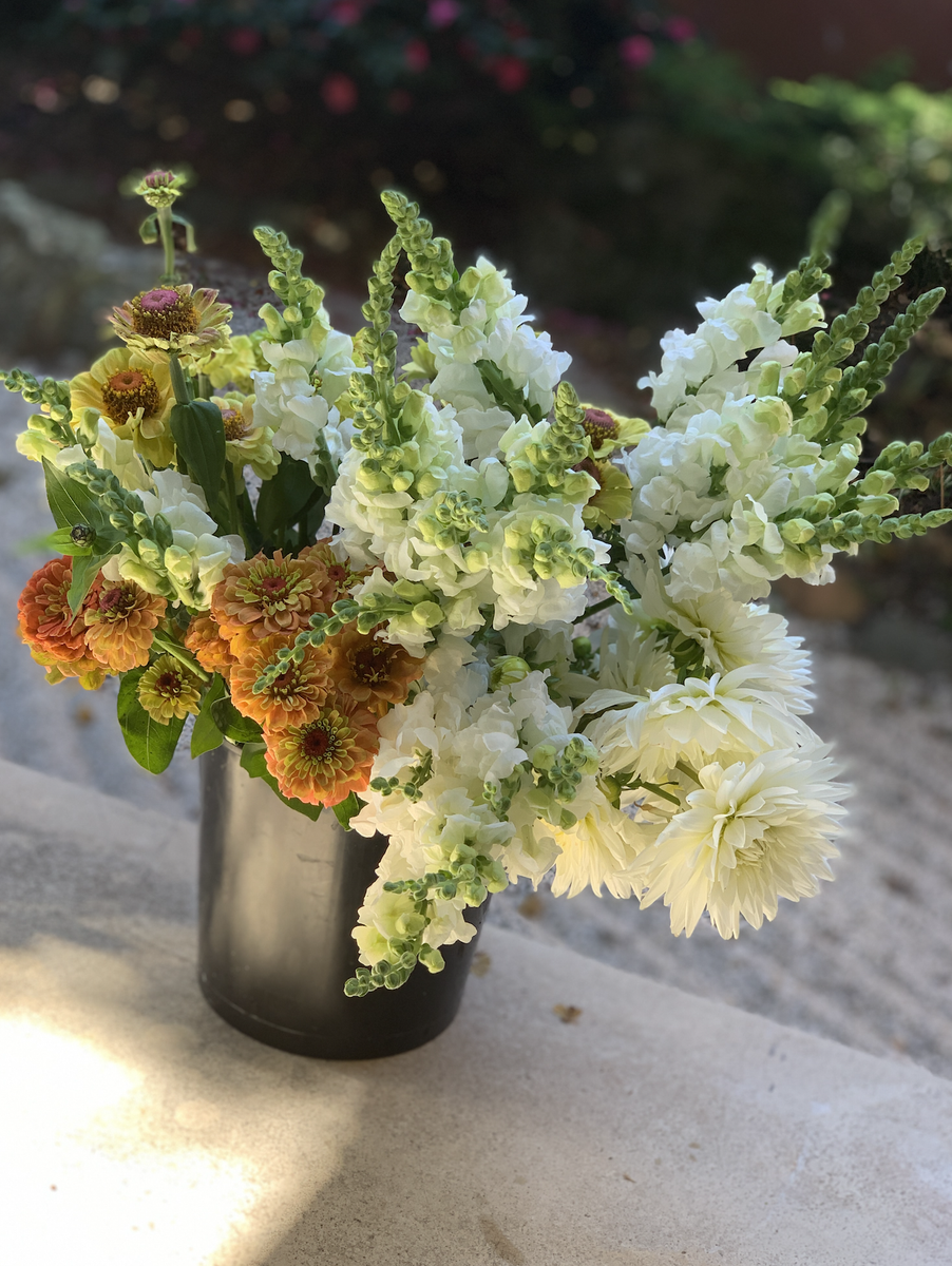 BUCKETLOAD OF LOVE – HelloBronte